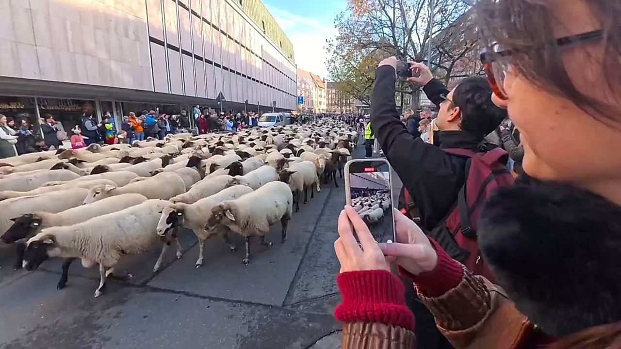 Hundreds of sheep parade through German city during annual tradition