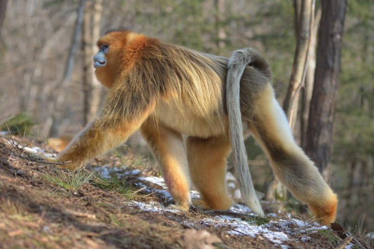 The Golden Snub-Nosed Monkey Looks Like an Ewok