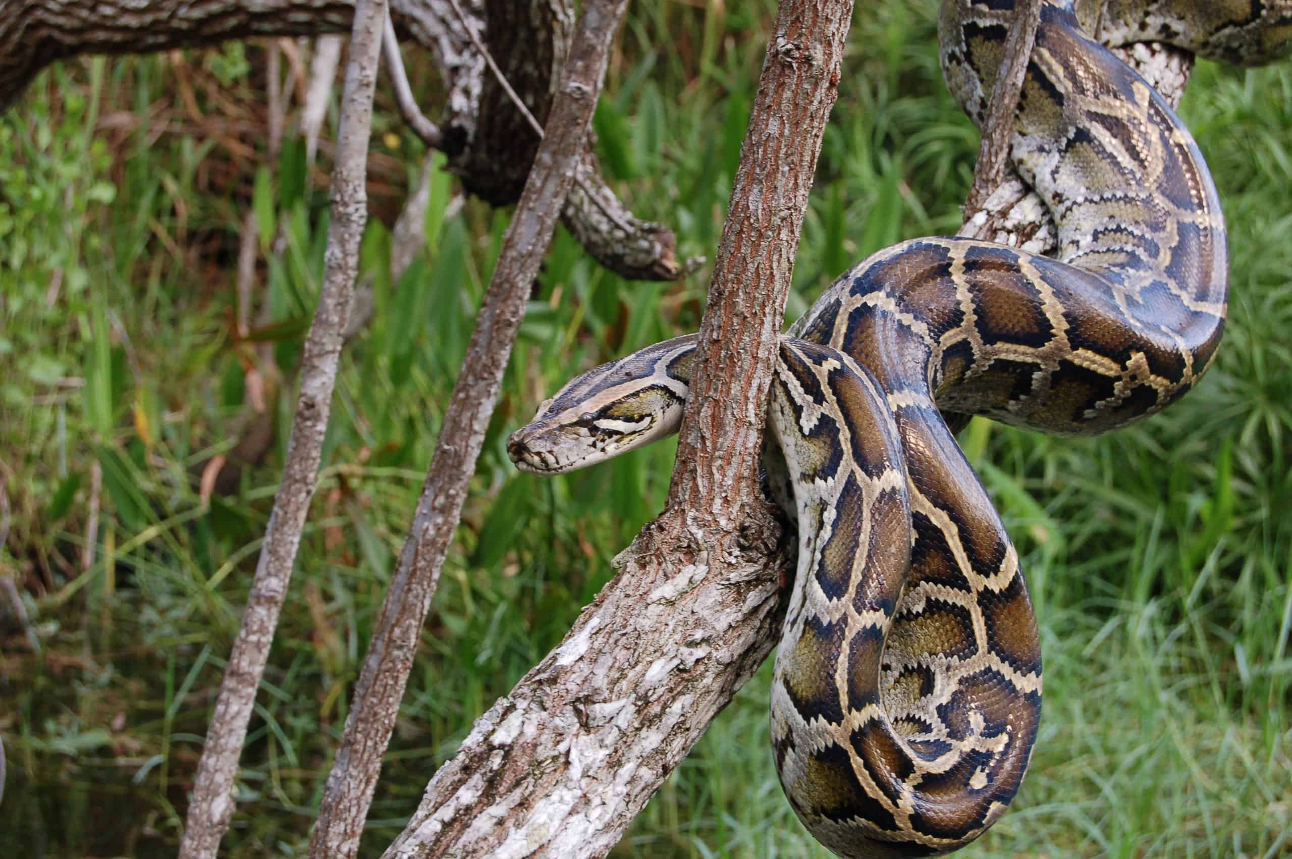 A state by state guide to endangered reptiles