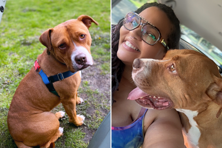 “Shut down” rescue dog ready for euthanasia, then one walk changed it all