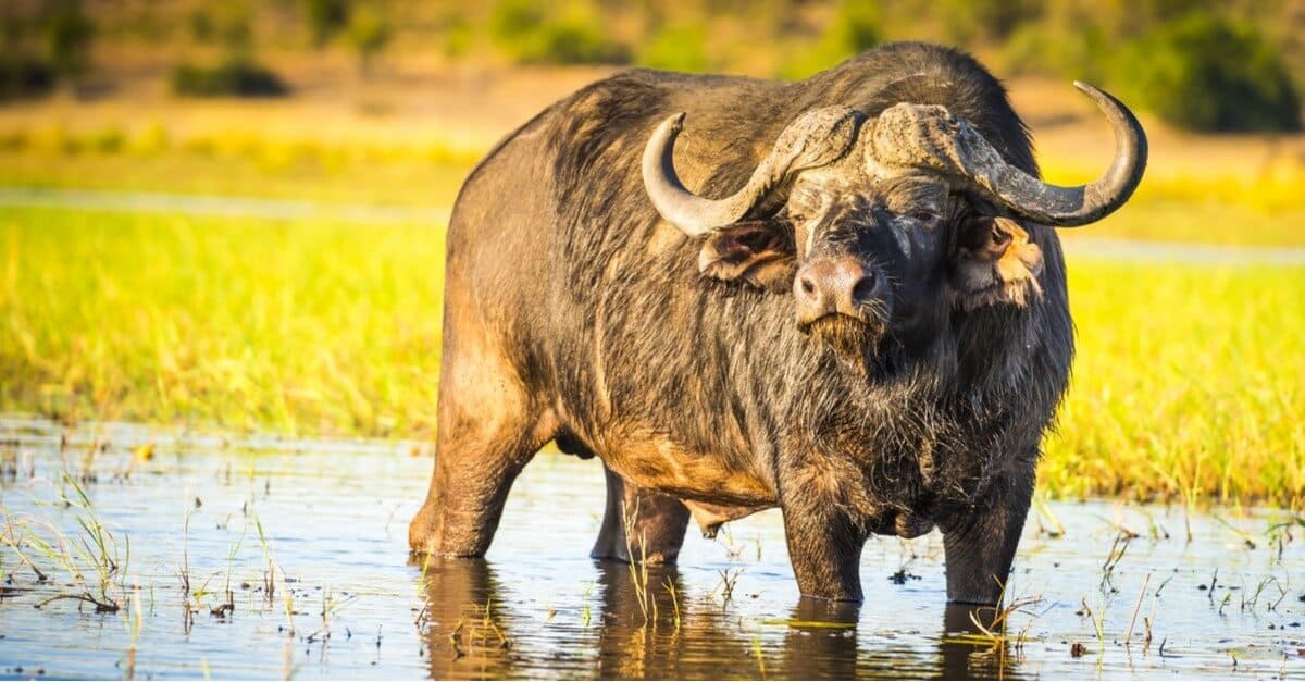 10 of the Most Terrifying Animals on the Planet