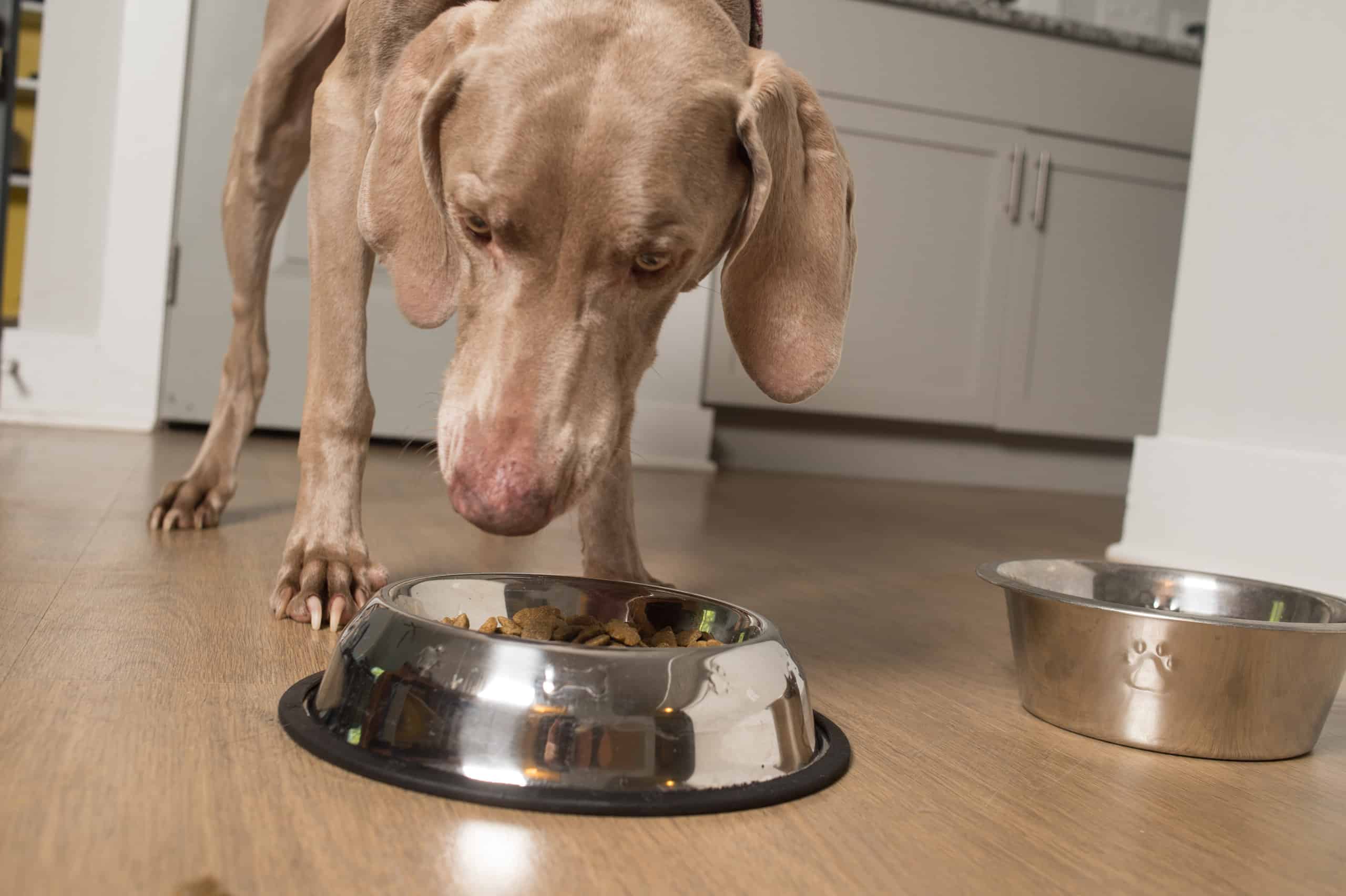 11 vegetables that are safe for dogs to eat