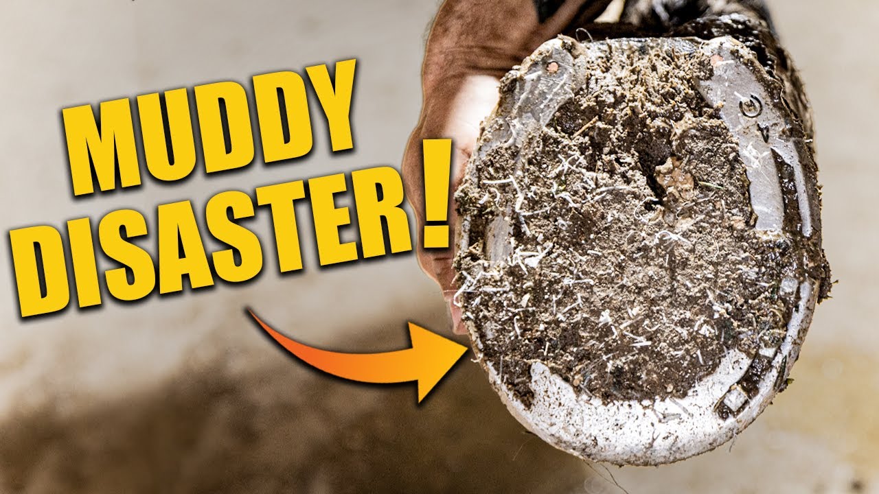 Muddy mess turned masterpiece farrier transformation!