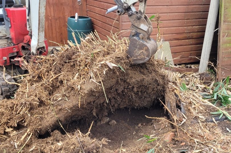 The Surrey towns among UKs worst hotspots for invasive bamboo