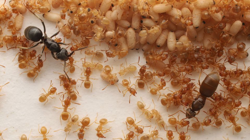 Scientists uncover an ant assassination scheme that helps a parasitic ...