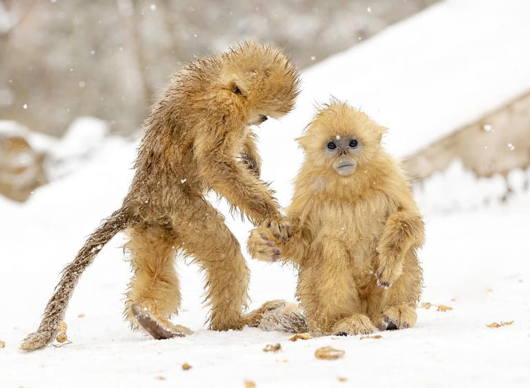 The Golden Snub-Nosed Monkey Looks Like an Ewok