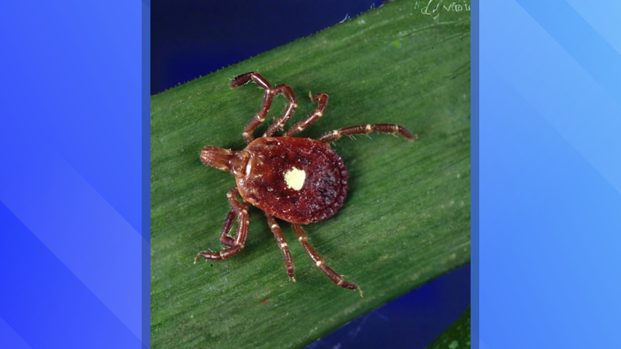 Man dies after undetected tick bite causes extreme meat allergy