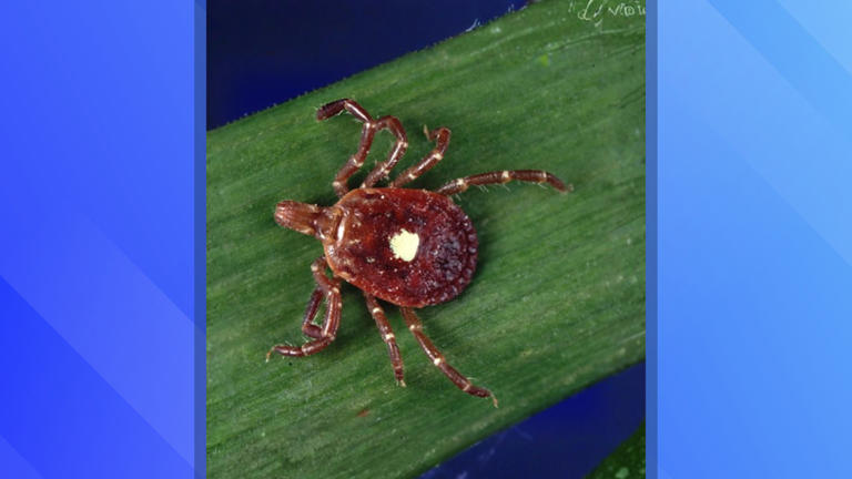 Man dies after undetected tick bite causes extreme meat allergy