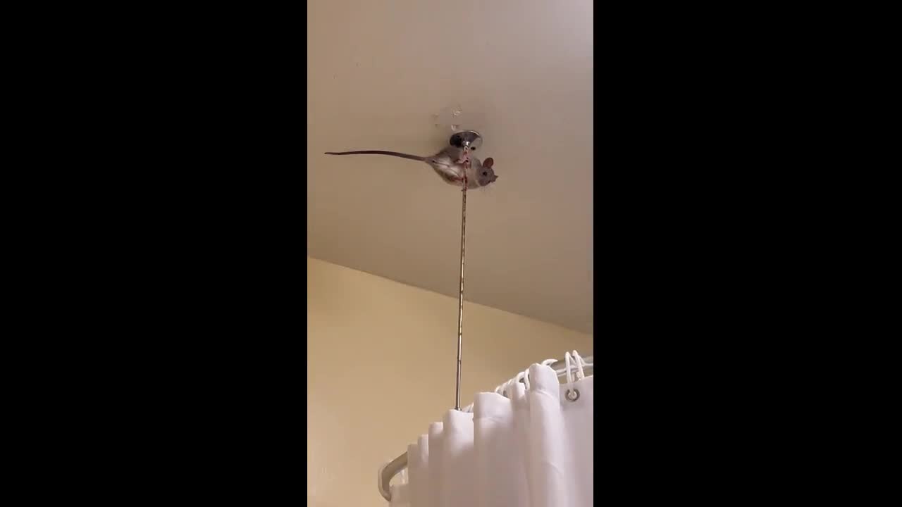 Cat waits as rat clings to bathroom ceiling in Sacramento, California
