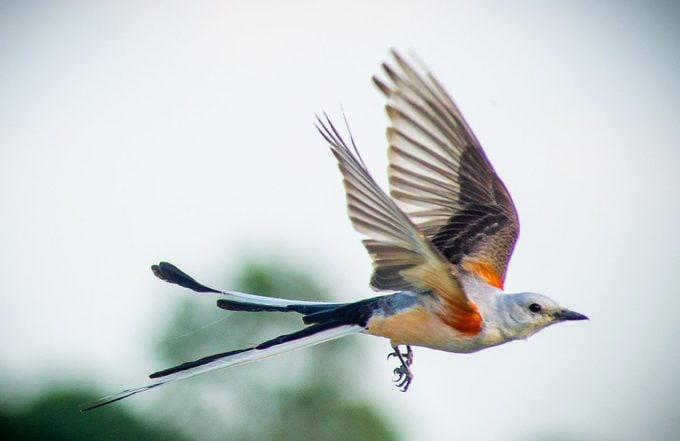 Bird anatomy 101: From bird beaks to bird feet
