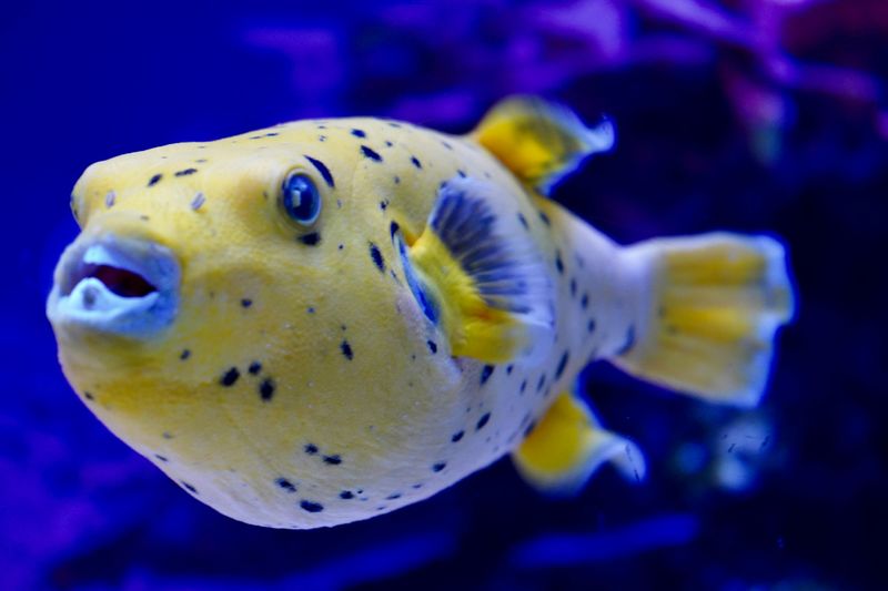 Don’t Be Fooled, Because These Cute Animals Could Kill You