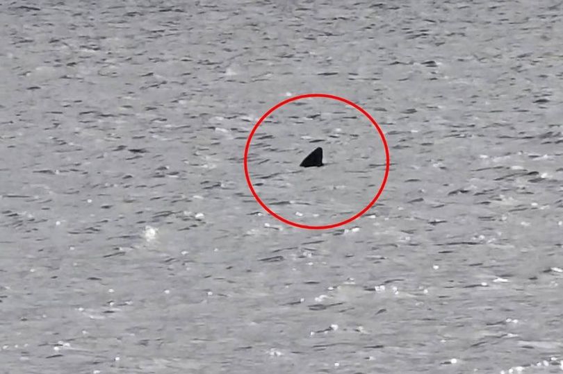 Shark fin feet from shore terrifies beach-goers who feared 'great white ...