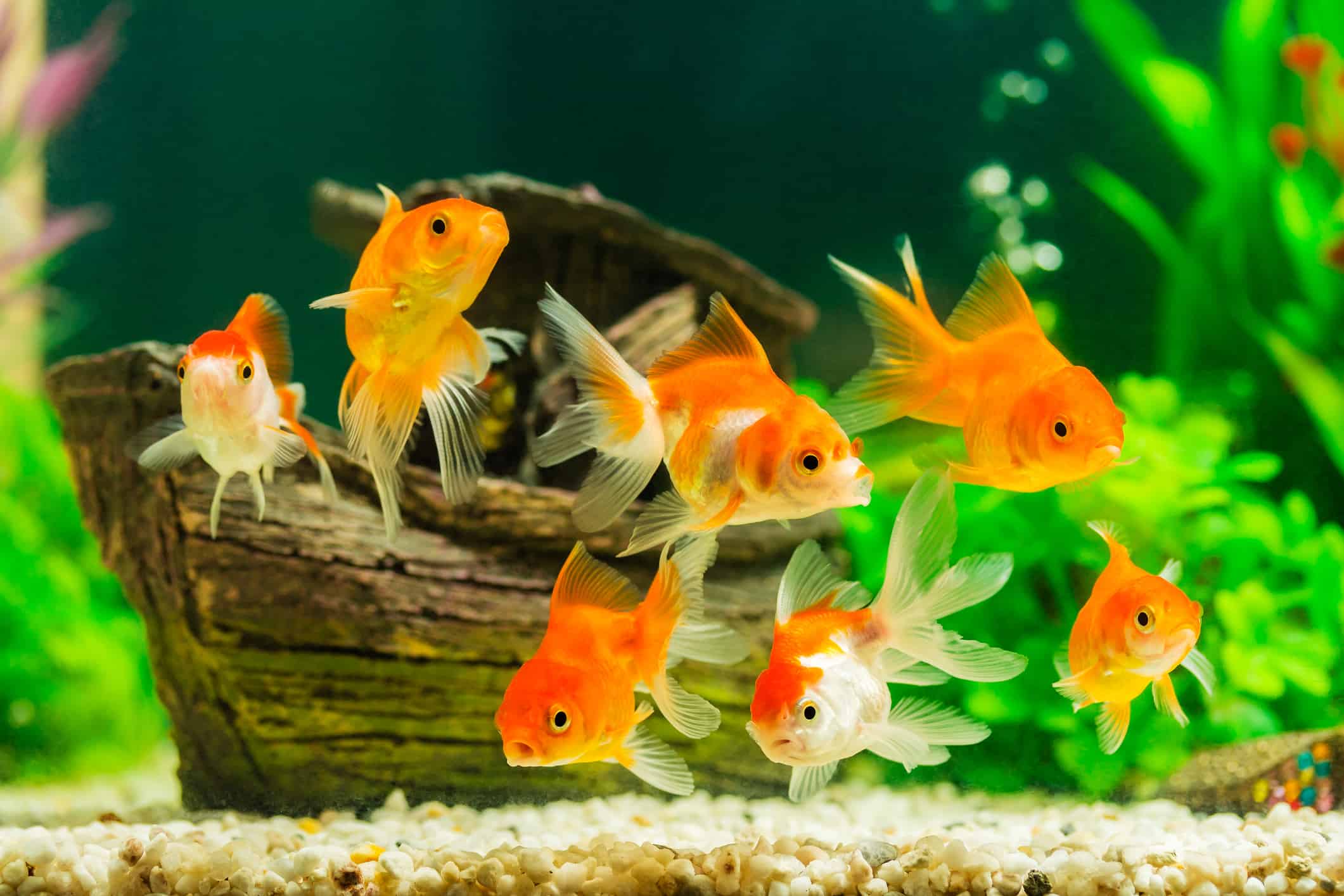 17 Quiet Pets for a Peaceful Home