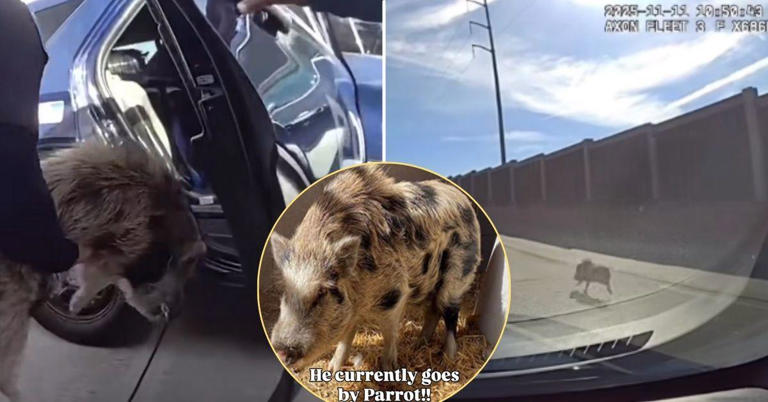 Police Chase Wild Pig Down Albuquerque Highway