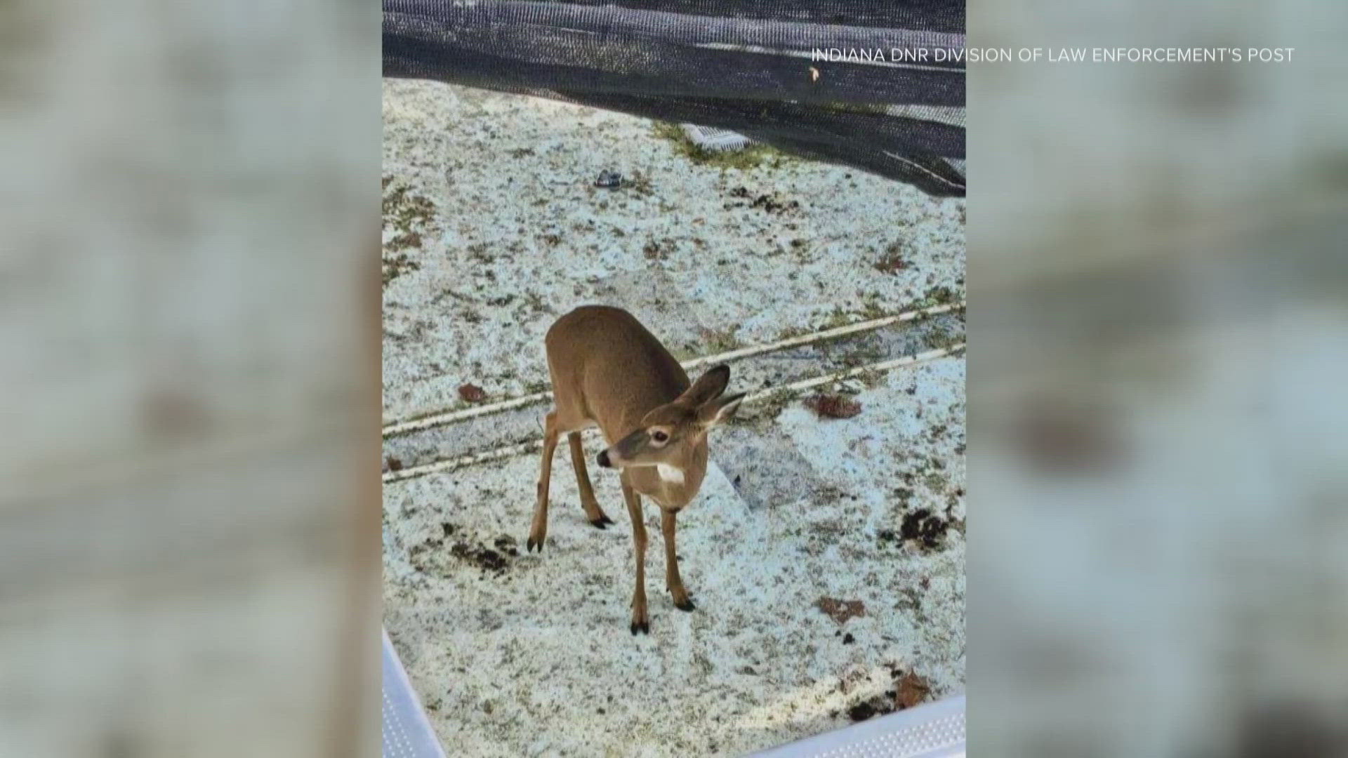 Deer saved from Holiday World theme park in Indiana