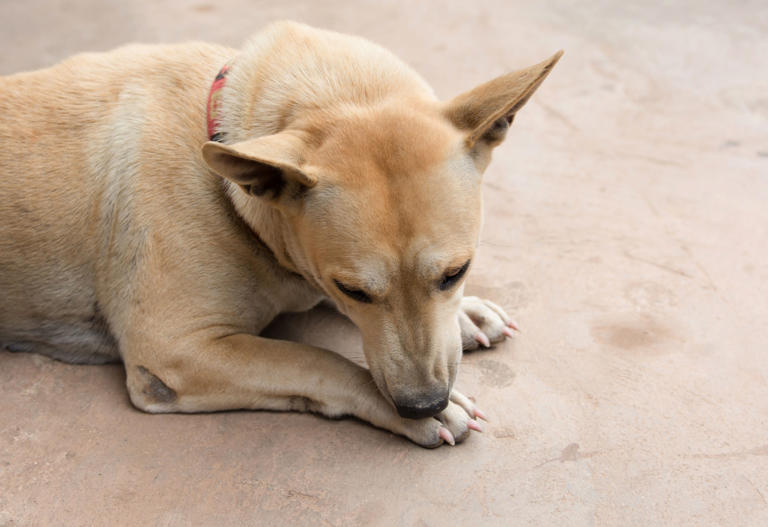Dogs Hide Anxiety Well – Here’s How To Spot It Before It Gets Worse