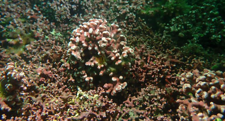 Scientists map genetic distribution of maerl-forming algae across south ...