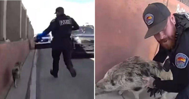 Police Chase Wild Pig Down Albuquerque Highway