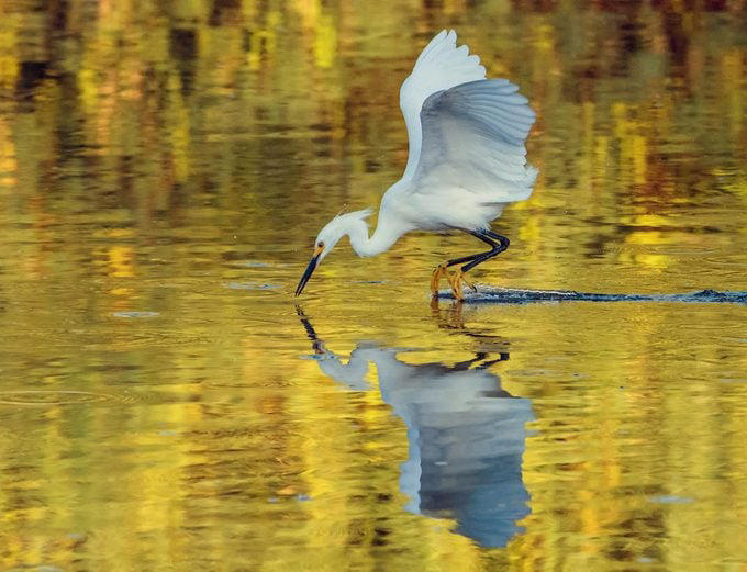 Bird anatomy 101: From bird beaks to bird feet
