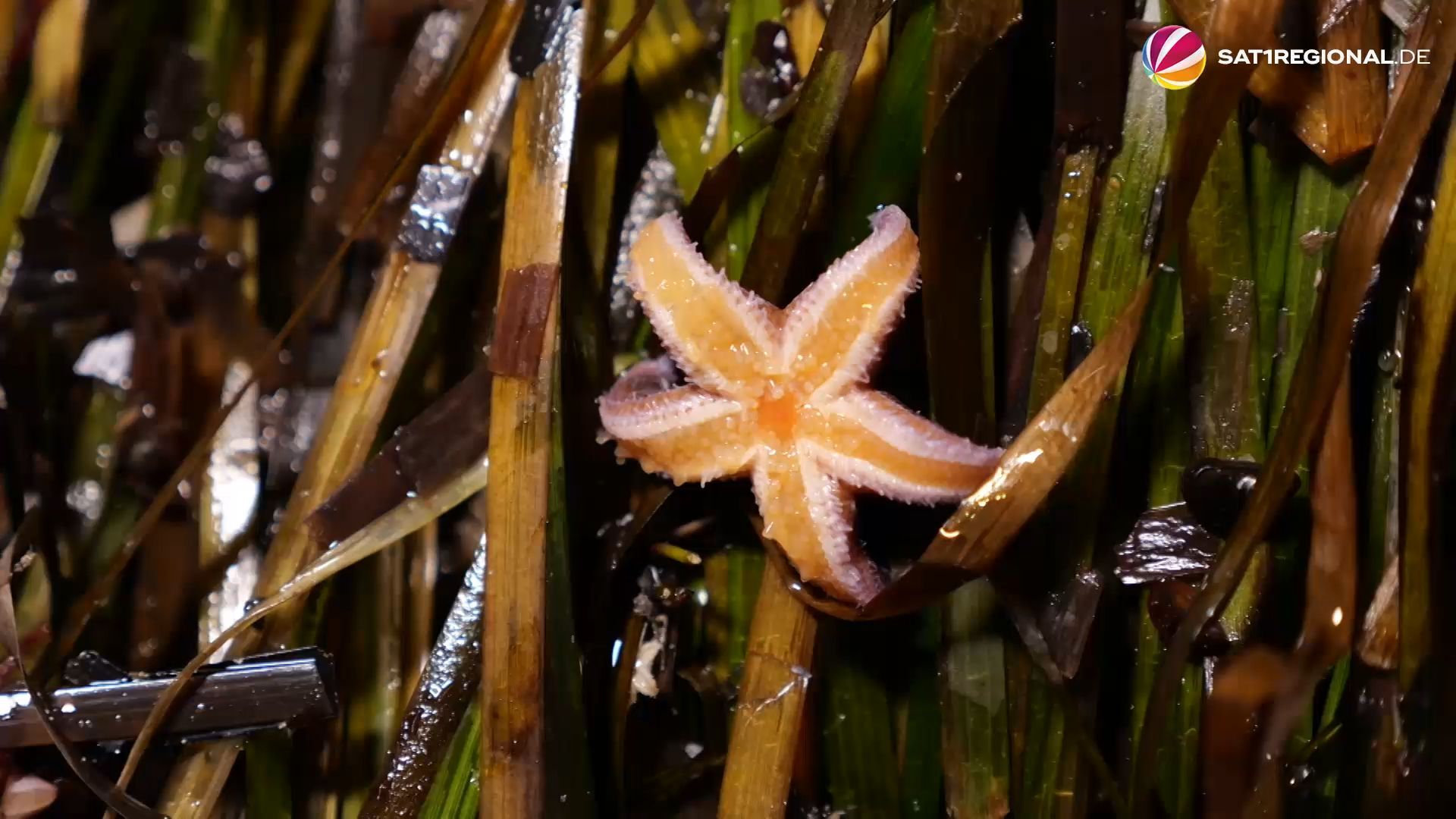 Tausende Seesterne am Strand von Scharbeutz angespült