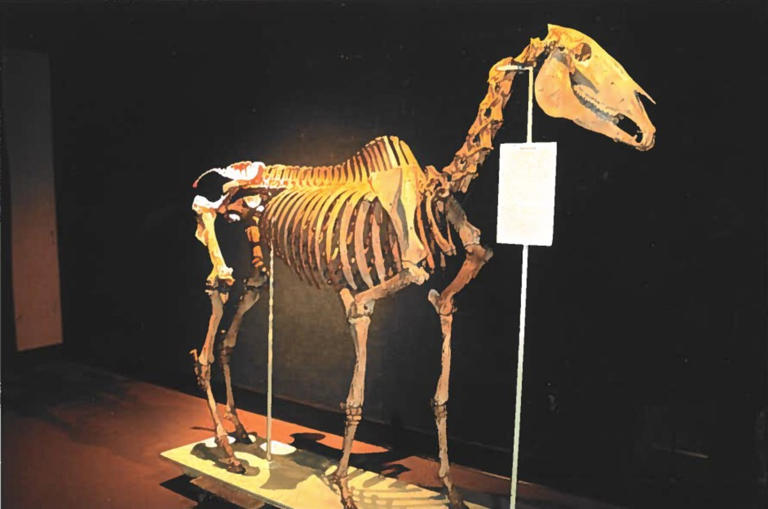 Lest We Forget: Before Secretariat, Hanover Was The Original ...