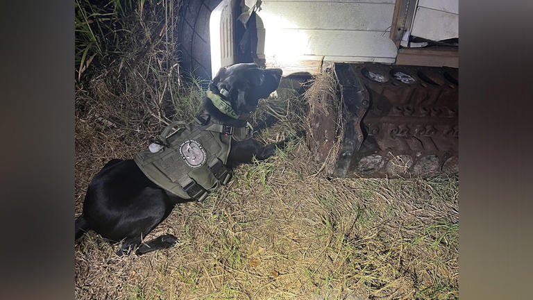 K-9 locates gun underneath shed that was used in Wauchula gas station ...