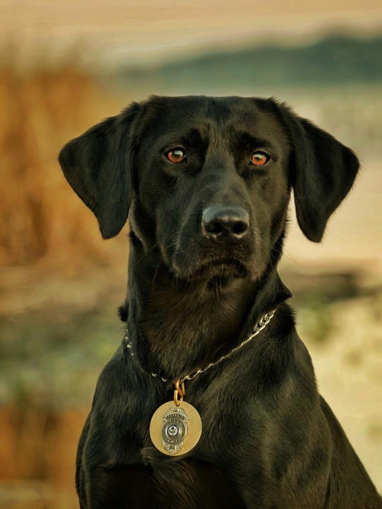 Arkansas Game and Fish Commission K9 tracks down missing hunter in ...