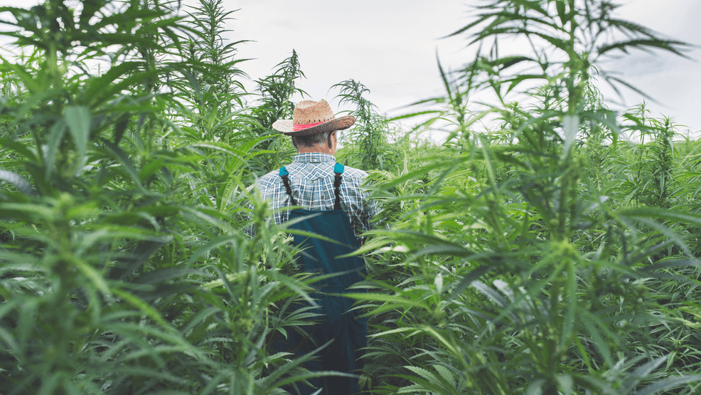 Government shutdown ends, but new federal provision threatens hemp industry