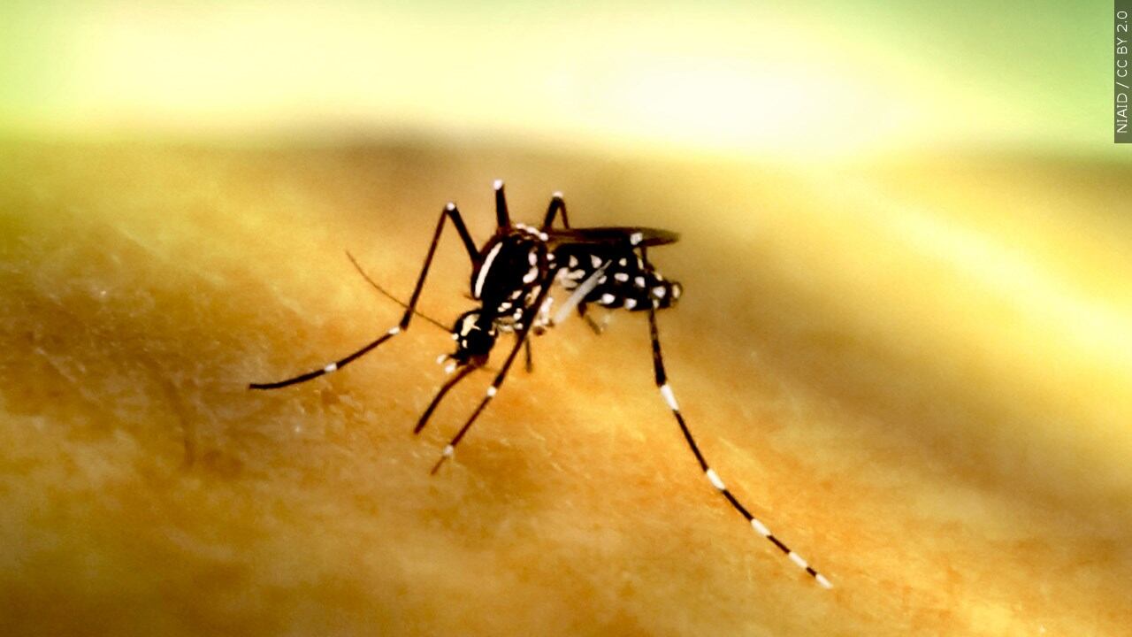 Arizona mosquito populations surviving extreme summer heat, ASU ...