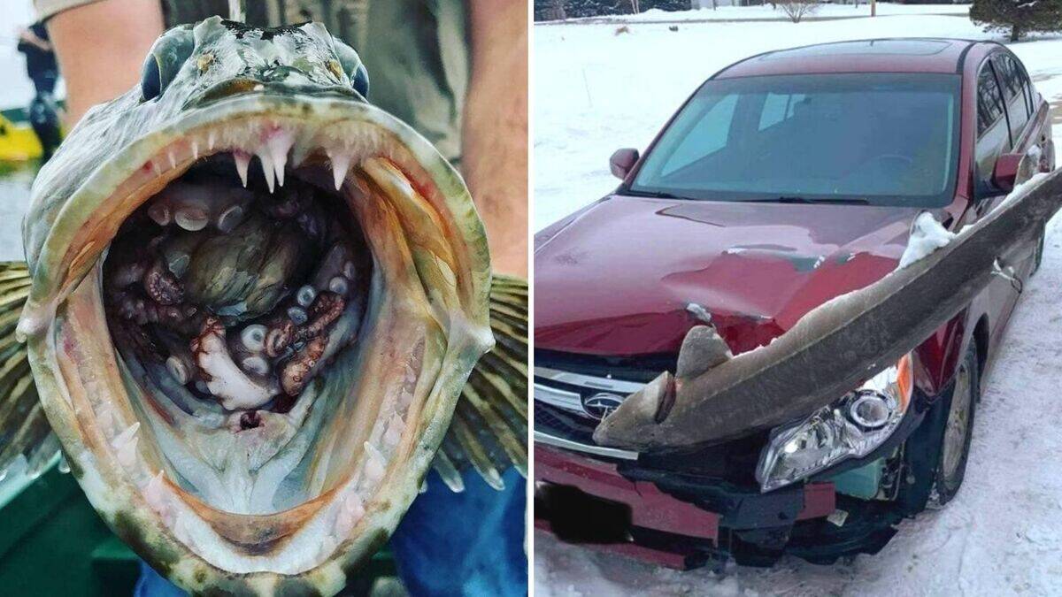 Wild pictures that have us taking a second and third look