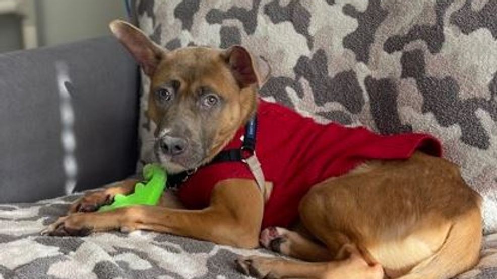 Two charged with animal cruelty stemming from abuse of 'Mighty Mac'