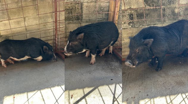 Pasco Sheriff Seeks Owners Of Three Stray Pot-Bellied Pigs Found In Hudson