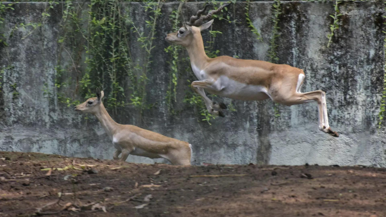 Karnataka wildlife crisis: 31 of 38 blackbucks dead as deadly infection ...