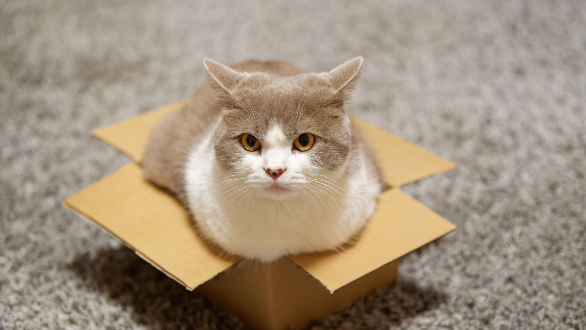 Why Do Cats Love Boxes? Evolution Has An Answer