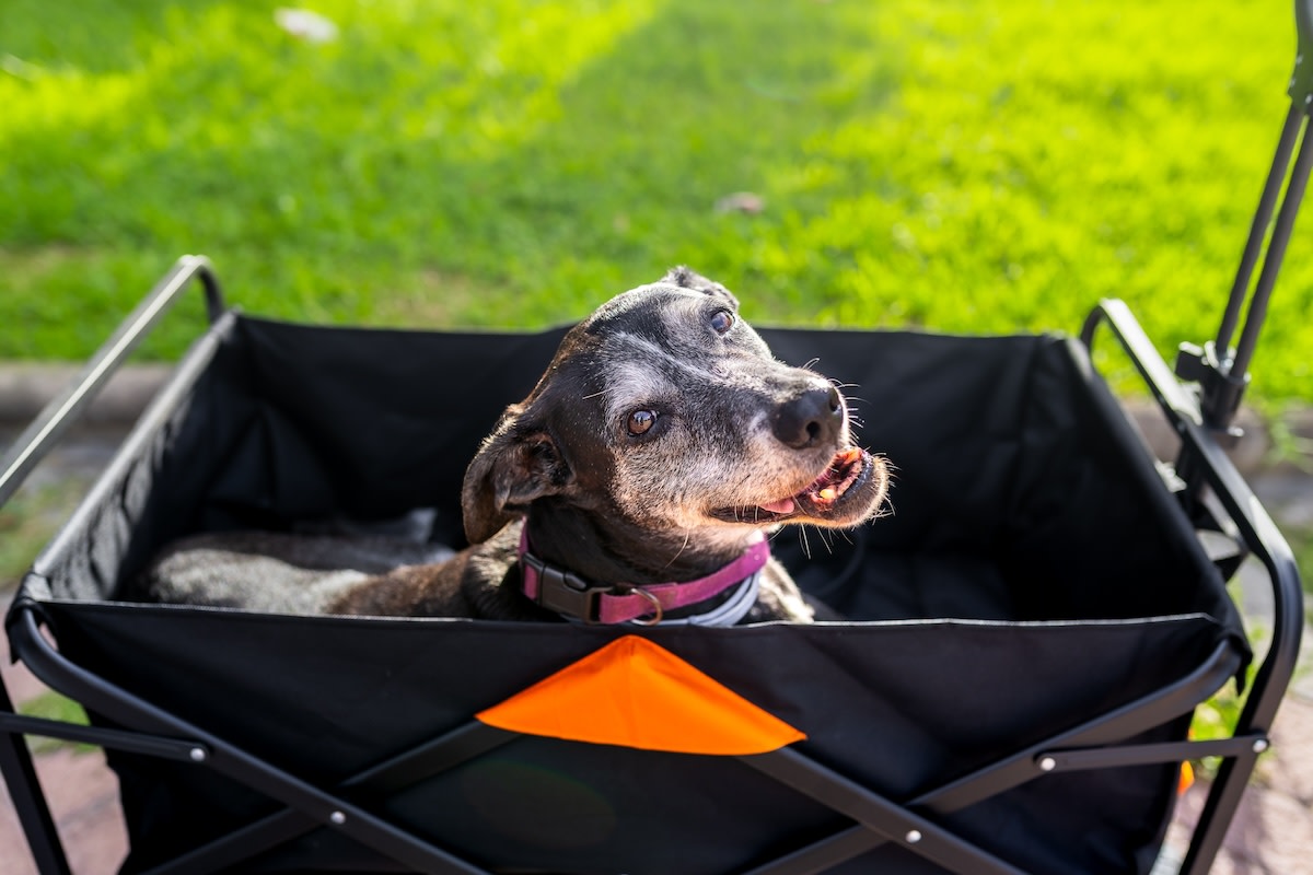 Senior Foster Dog Shows Mom He ‘Used To Be Someone’s Baby’ and She’s in ...