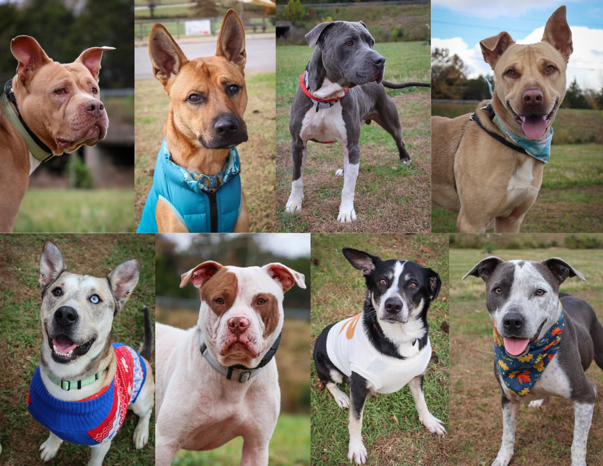 Maury County Animal Services spotlights dogs to foster, adopt for ...