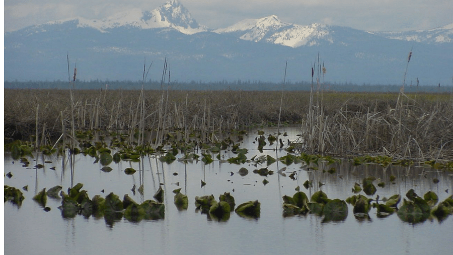 ‘Extremely high’ levels of cyanotoxins found in Upper Klamath National ...