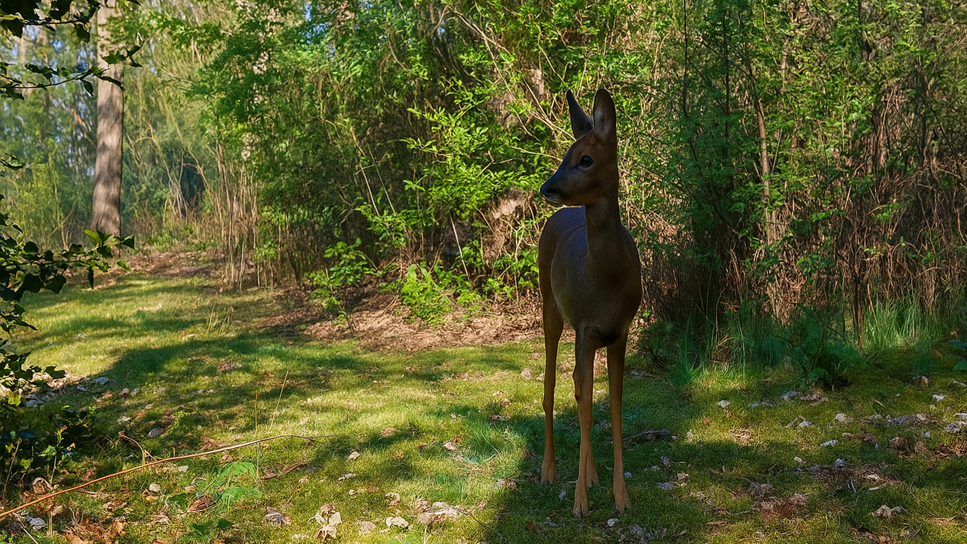 Een Cameraval in het Bos Heeft al Deze Momenten Vastgelegd