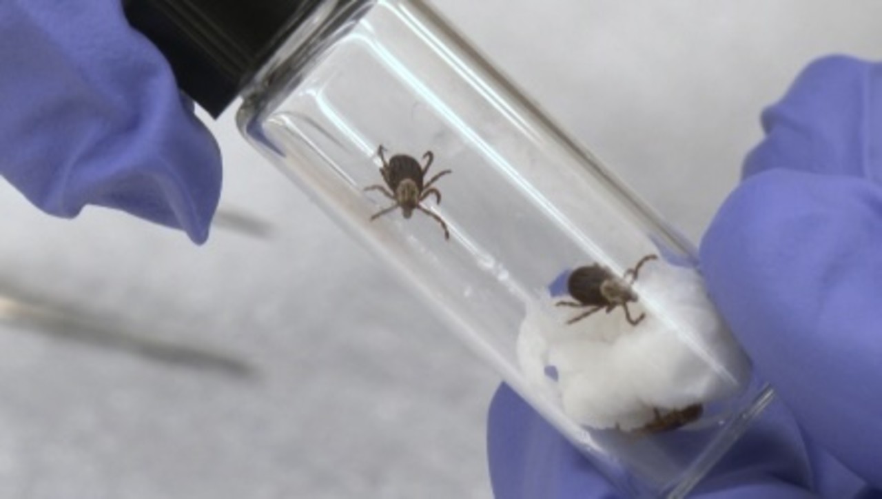 Canadian tick researcher makes breakthrough at new 'tickery'