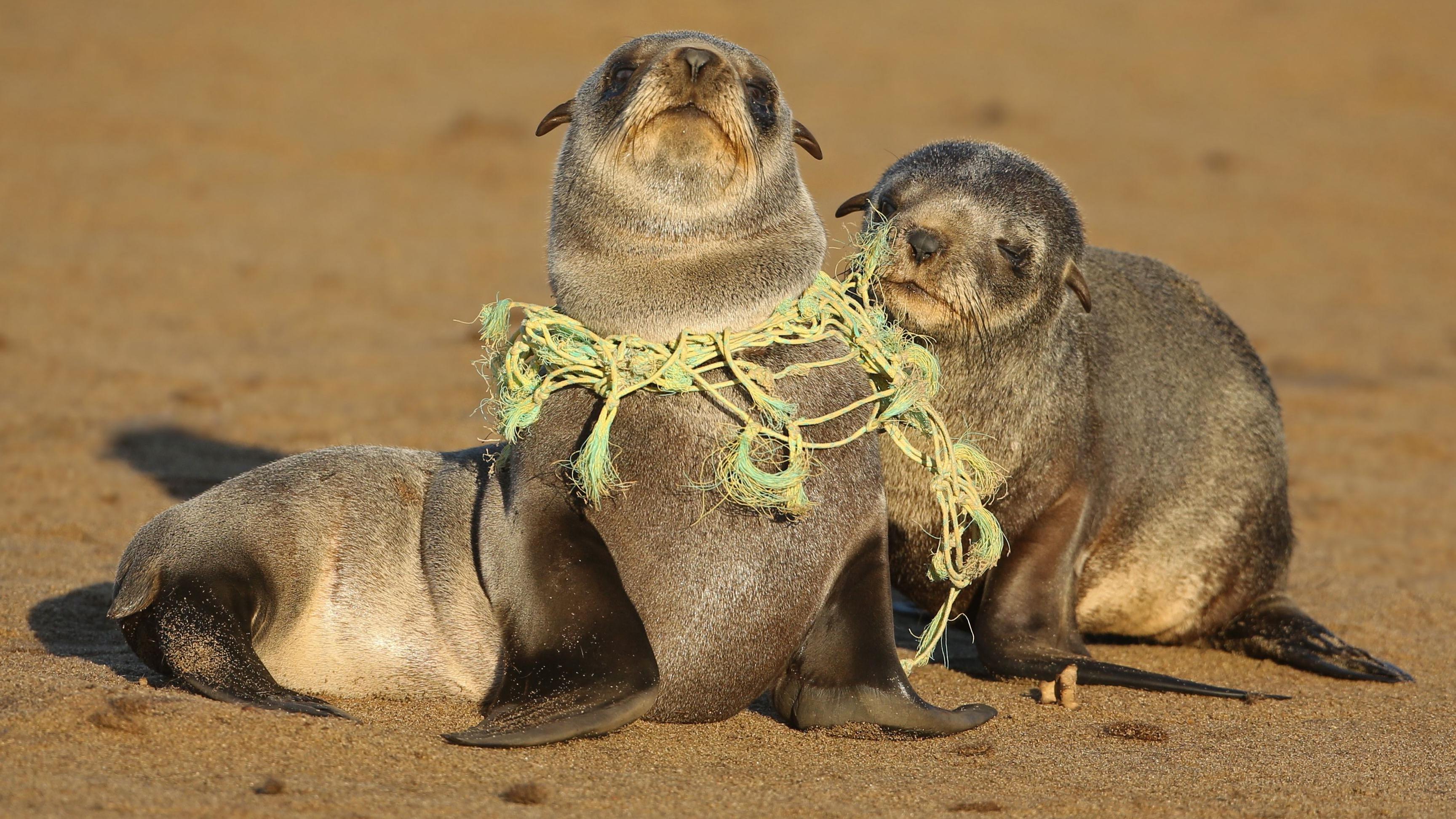 From seabirds to sea turtles: the fatal toll of plastic revealed