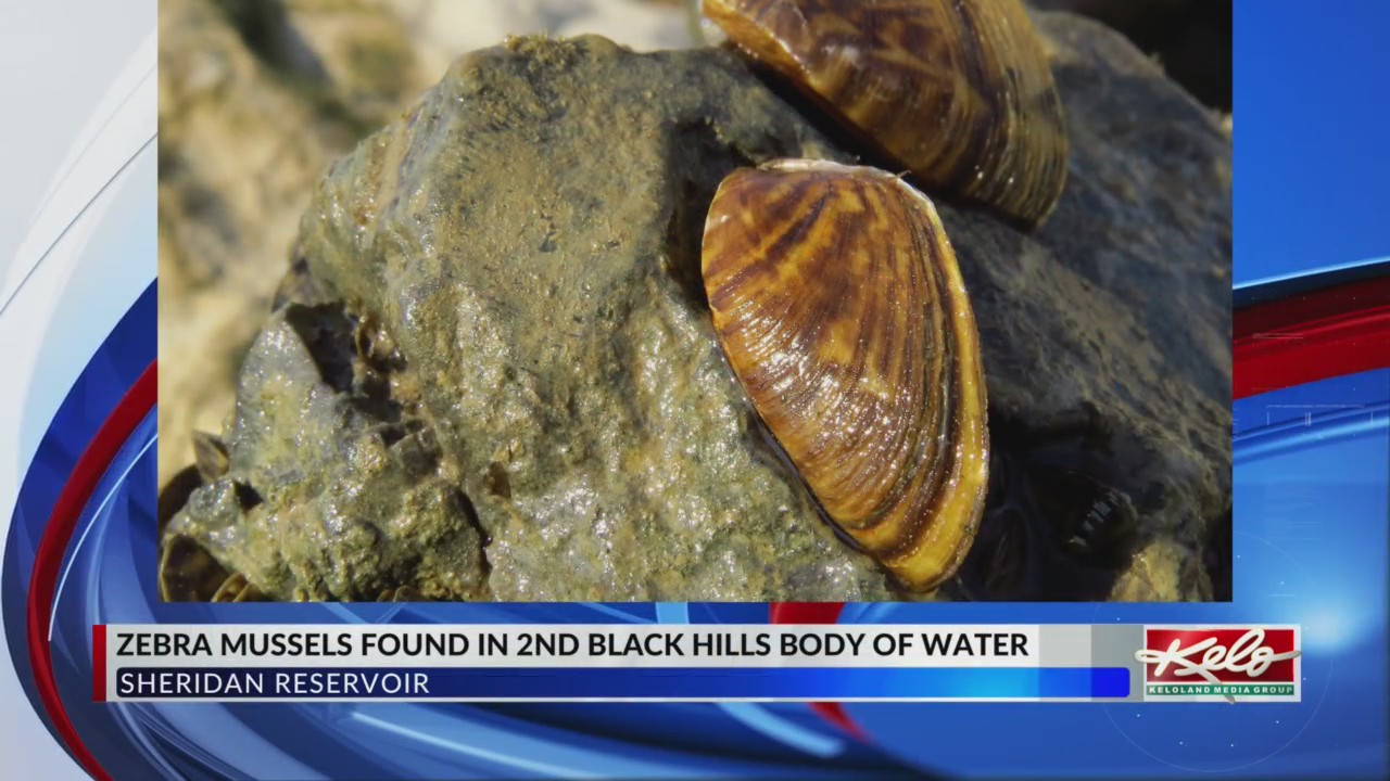 Zebra mussels found in 2nd Black Hills body of water