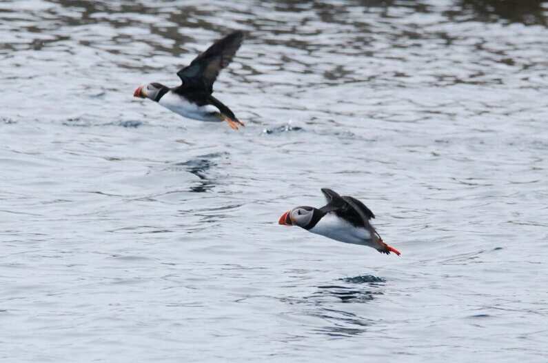 Lethal dose of plastics for ocean wildlife: Surprisingly small amounts ...