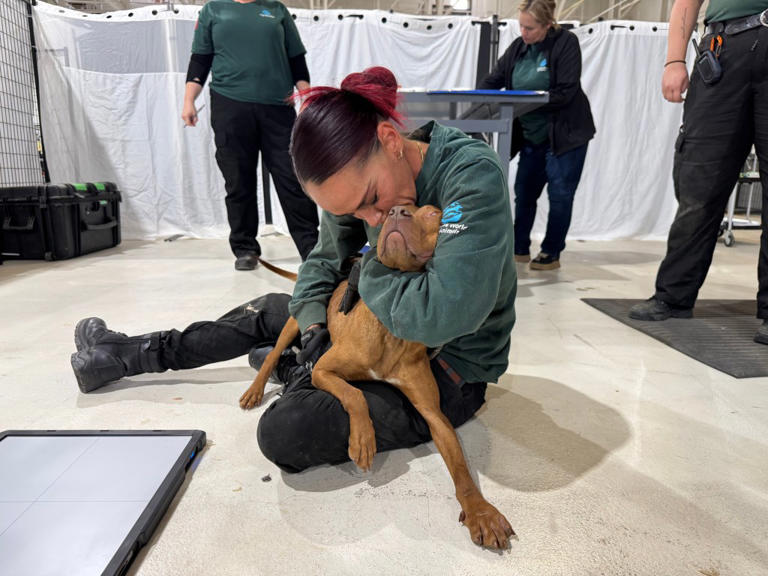 47 dogs chained to barrels rescued from alleged ‘dogfighting rings’ in ...