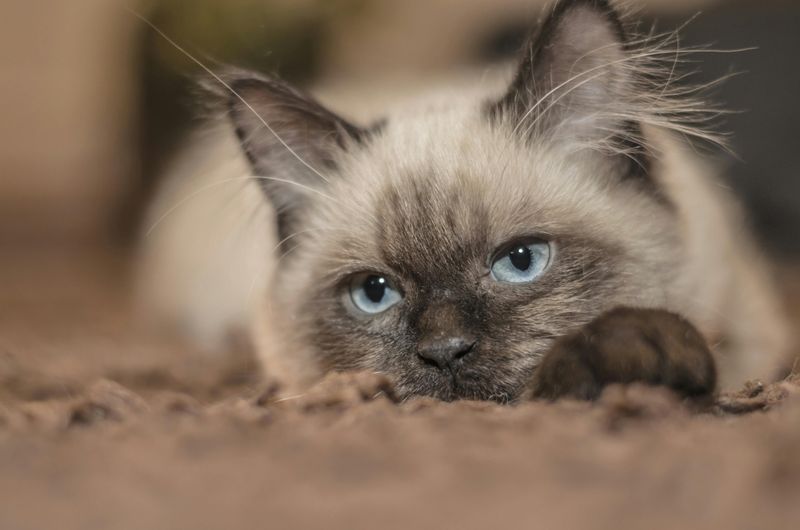9 Cat Breeds That Become Overly Attached To One Person
