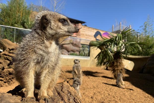 Colchester Zoo's new advert showcases the special world and hidden work ...