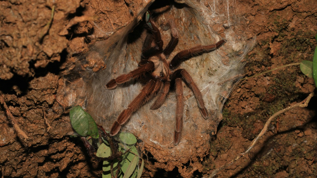 A spider supercity in a cave could be the largest web ever found