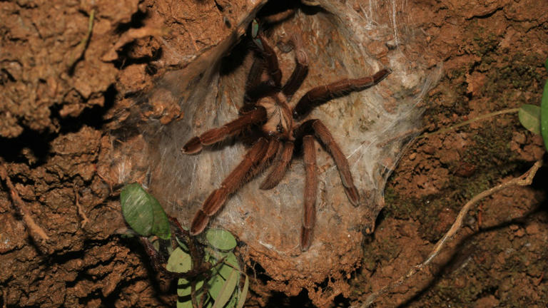 A spider supercity in a cave could be the largest web ever found