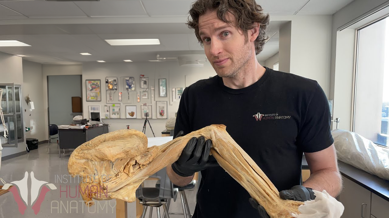 Hidden strength: The vital muscle group