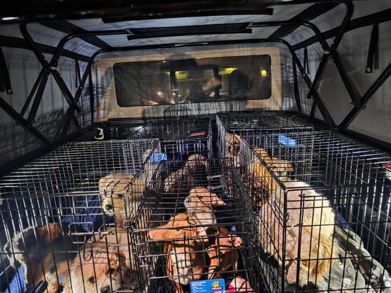 Tonganoxie woman found with 20+ dogs, jailed for breaking probation in ...