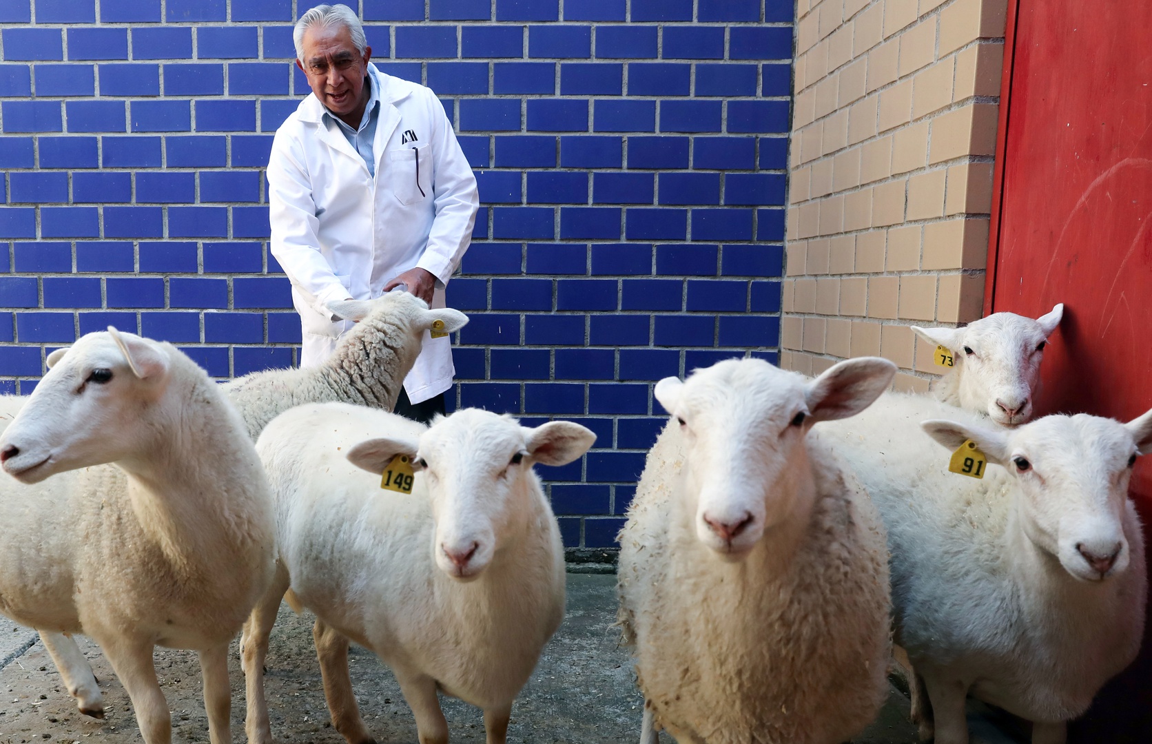 El primer clon de un borrego en México es "solo el inicio" de la ...